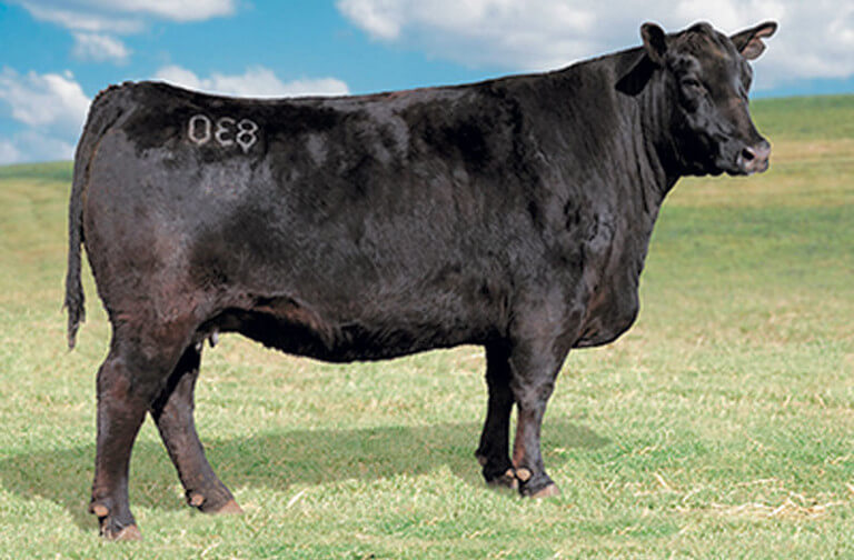 Featured Females - The Bull Brand! | Deer Valley Farms