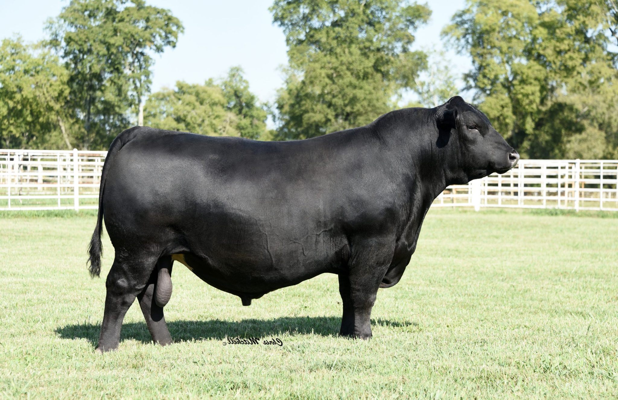 The Bull Brand! | Deer Valley Farms